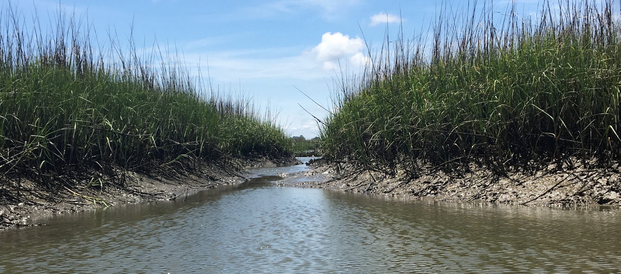 Our pledge of independence - The Current