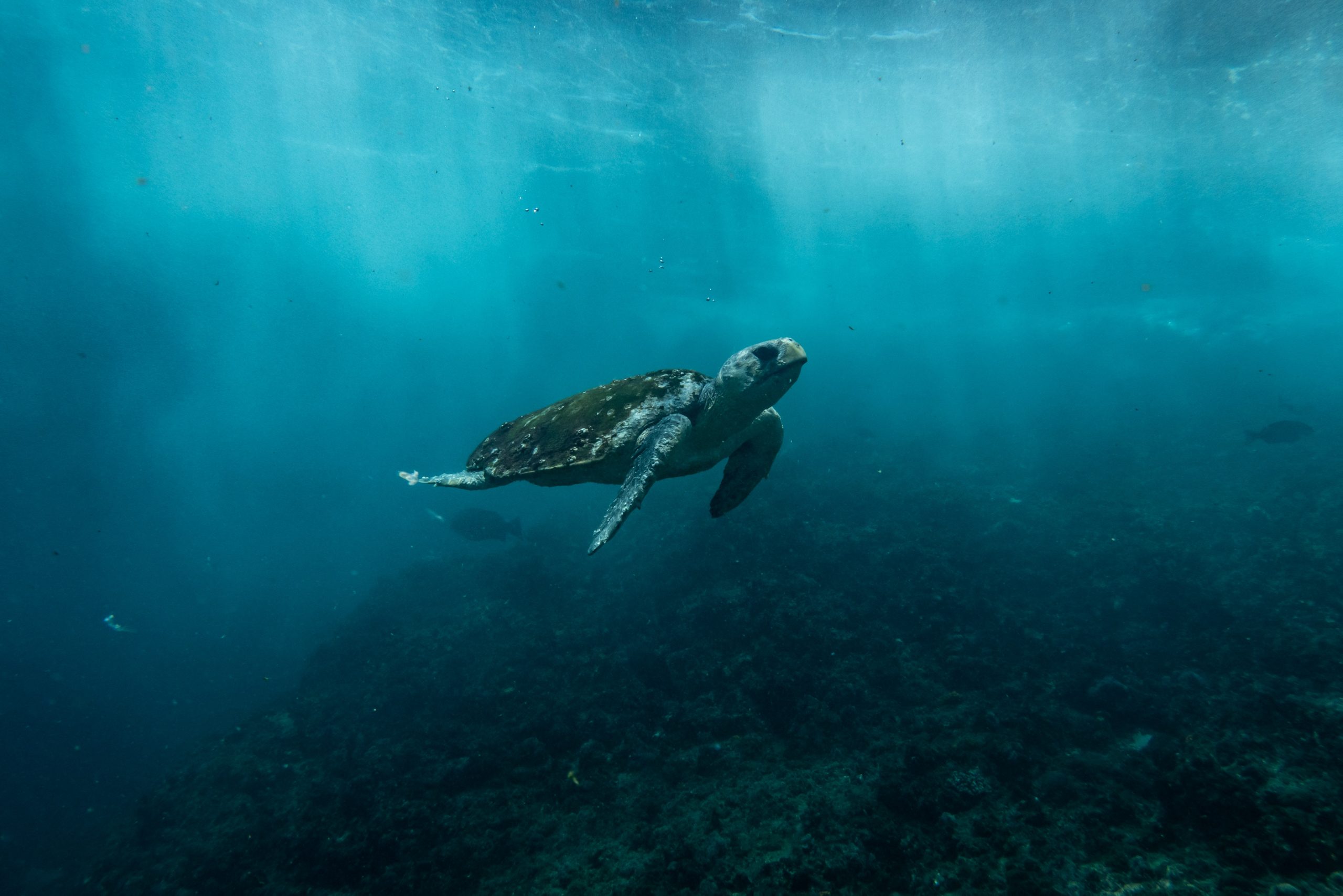 Army Corps postpones dredging until sea turtles finish nesting - The ...