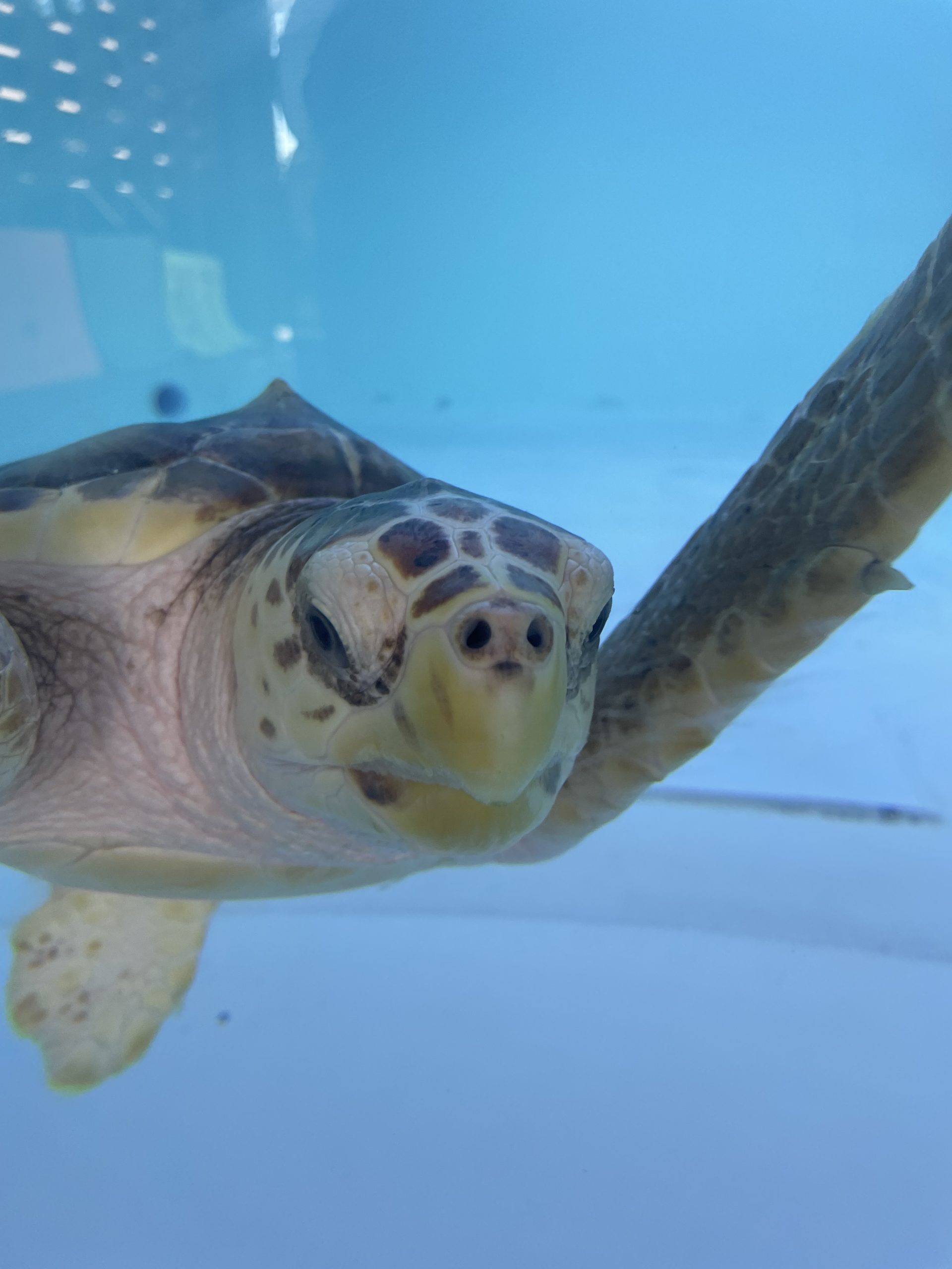 Tybee's sea turtle gets room to grow - The Current
