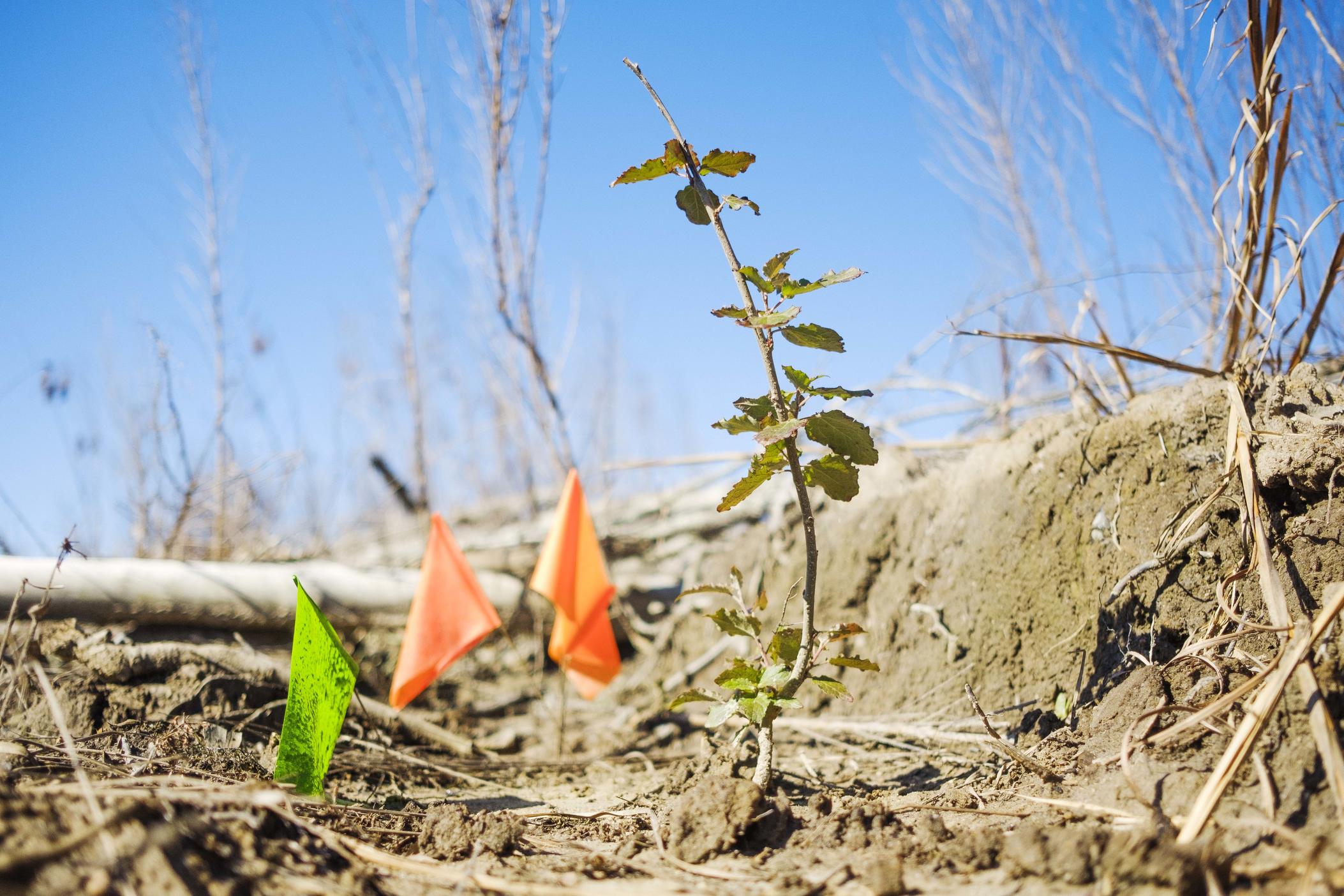 Genetically engineered trees in a Georgia forest mark a first in the ...