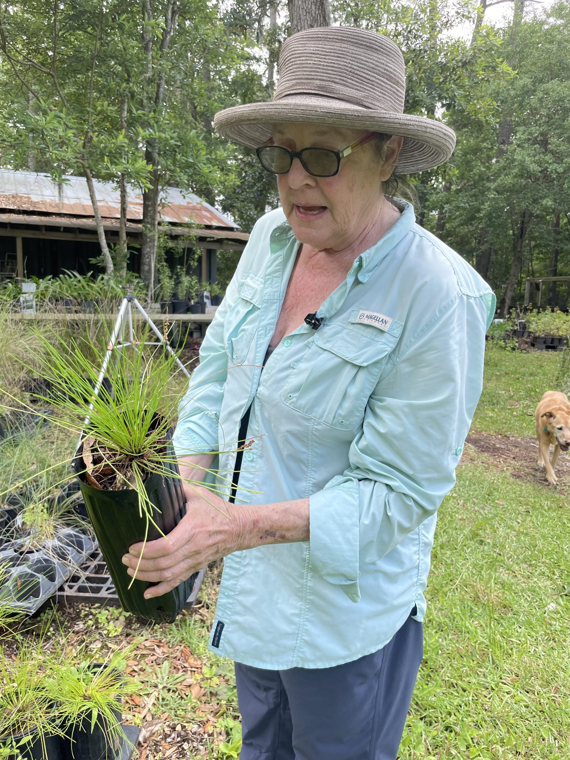 Native plants keep longtime activist rooted on the coast - The Current