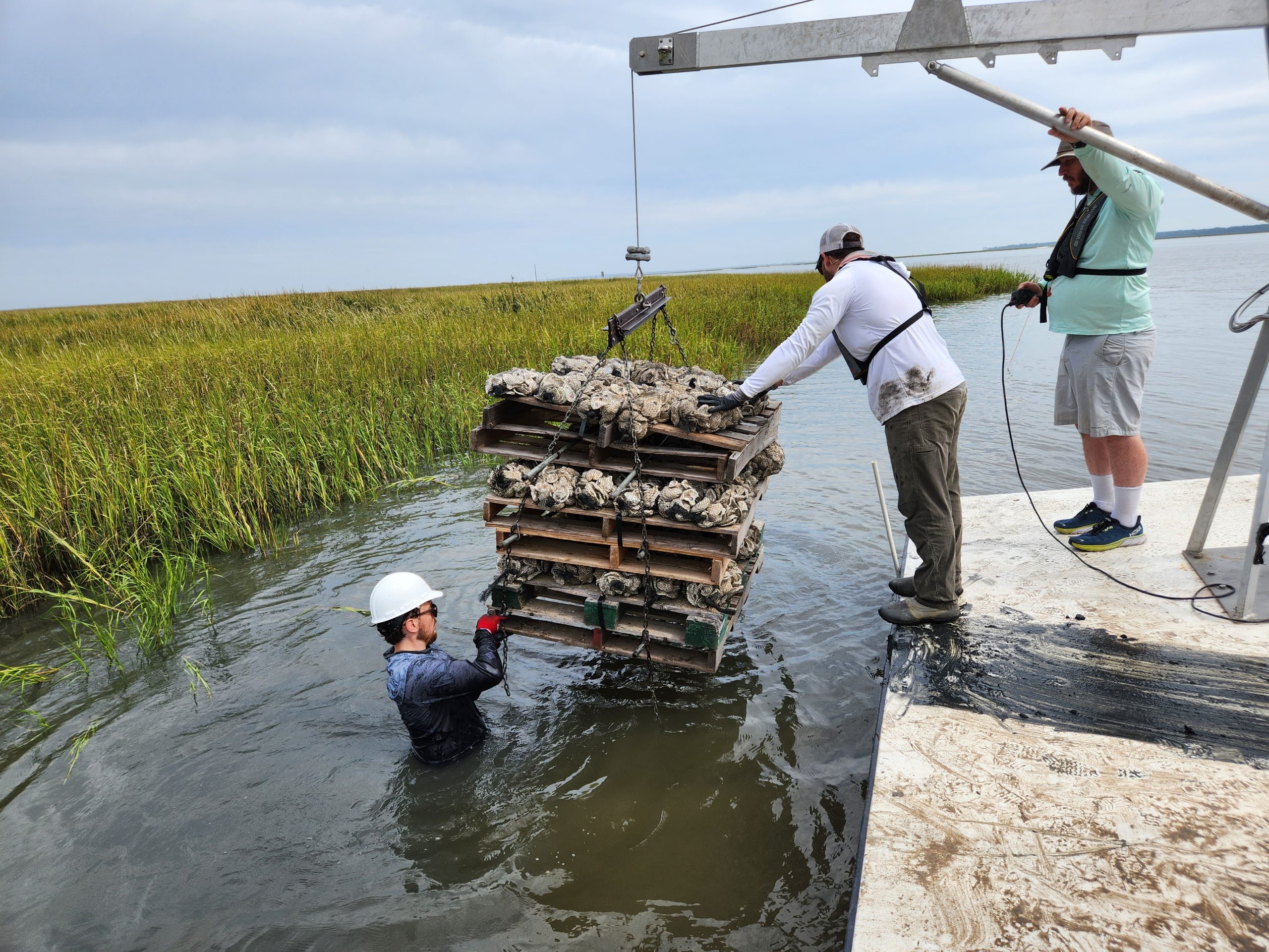 Rebuilding Coastal Ga. oyster reefs could help fight climate change ...