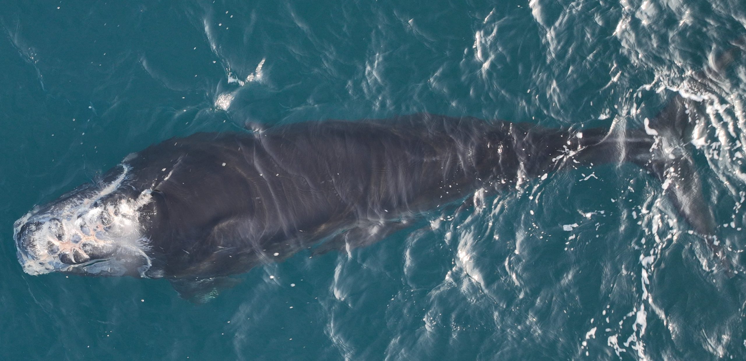 Injured whale calf shows hopeful signs - The Current